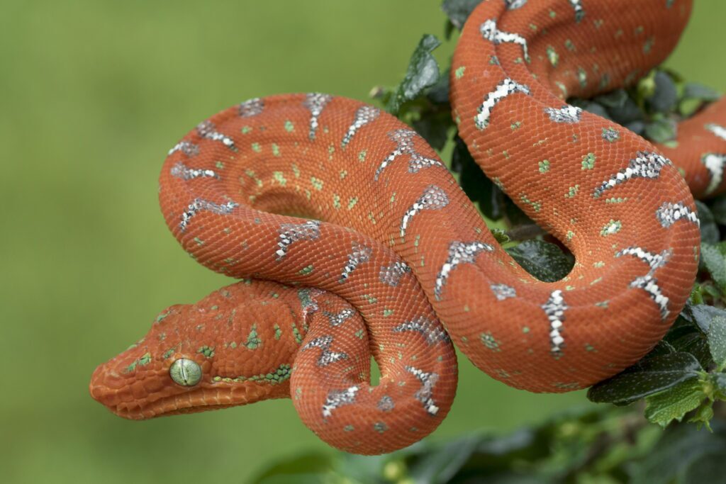 About Nealon Reptiles | Tim Nealon and his Team