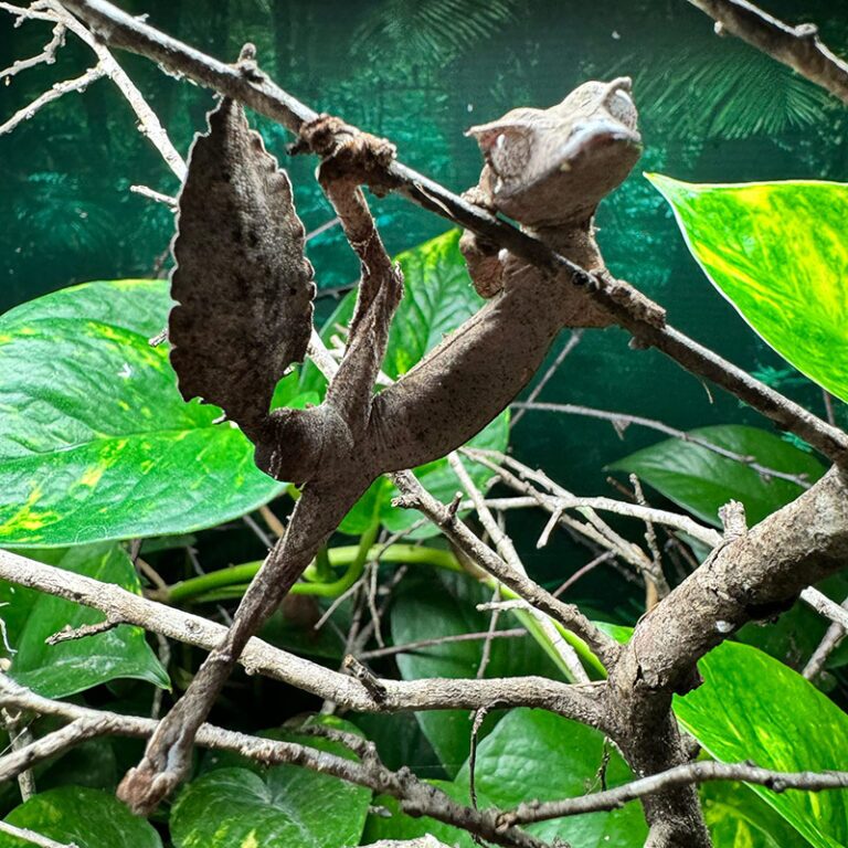 The Satanic Leaf-Tailed Gecko | Uroplatus phantasticus